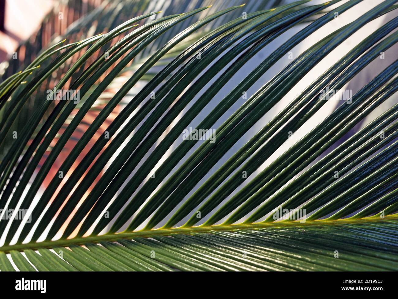 Japanese Sago Palm (cycas revoluta) close-up Stock Photo - Alamy