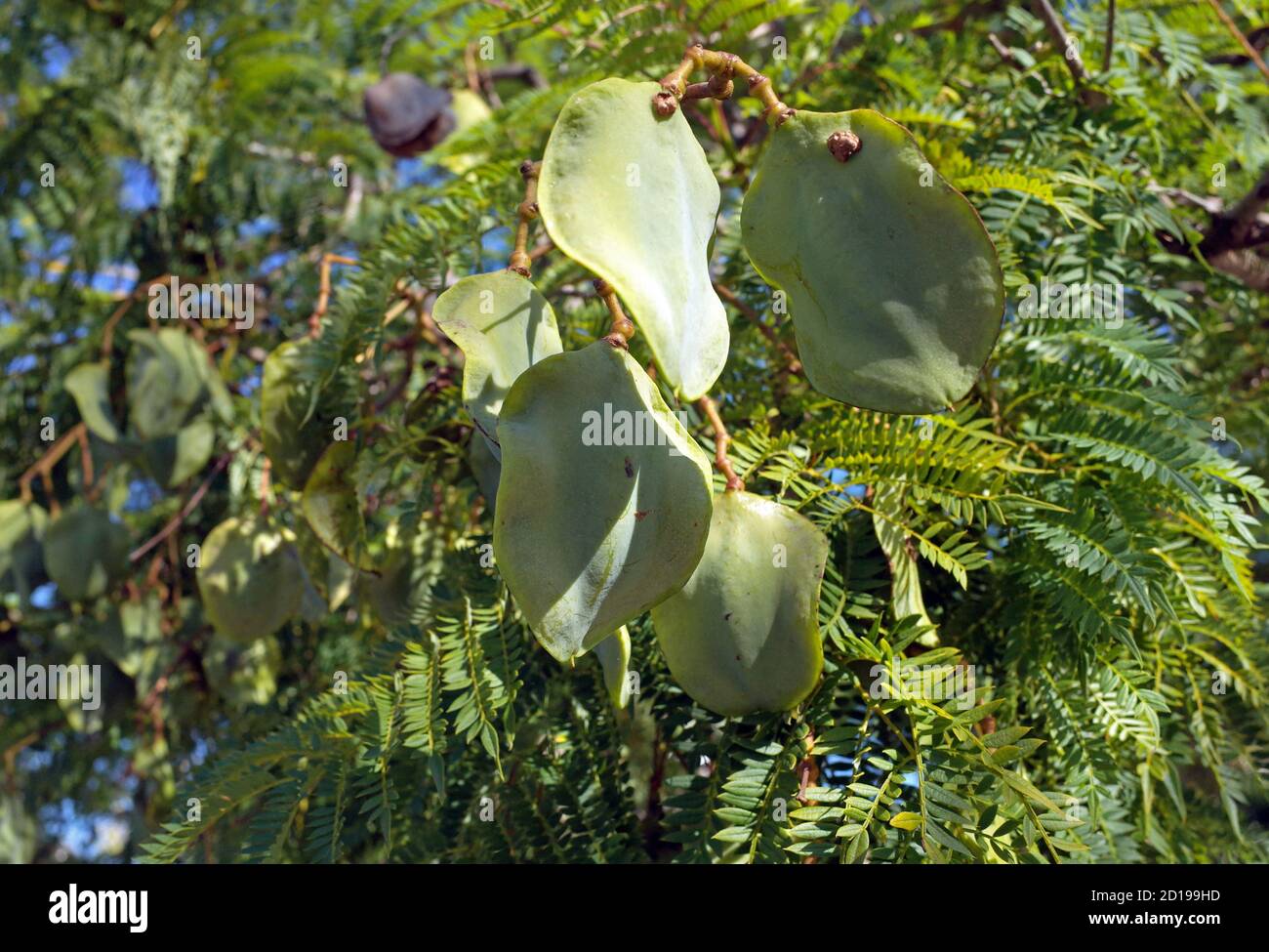 Fruits of blue jacaranda (jacaranda mimosifolia Stock Photo - Alamy