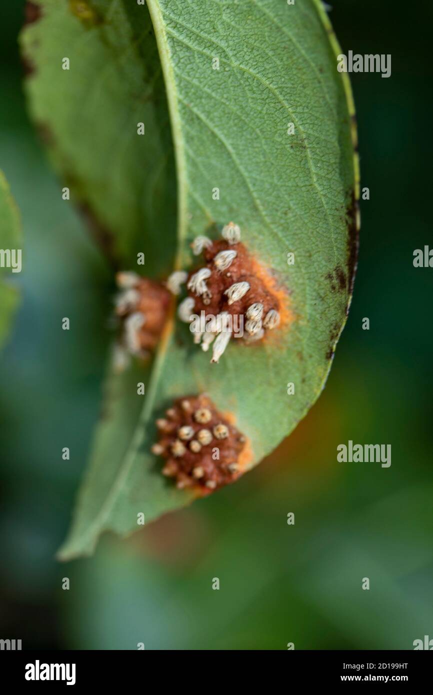 Orange rust spots on pear tree leaves hi-res stock photography and ...