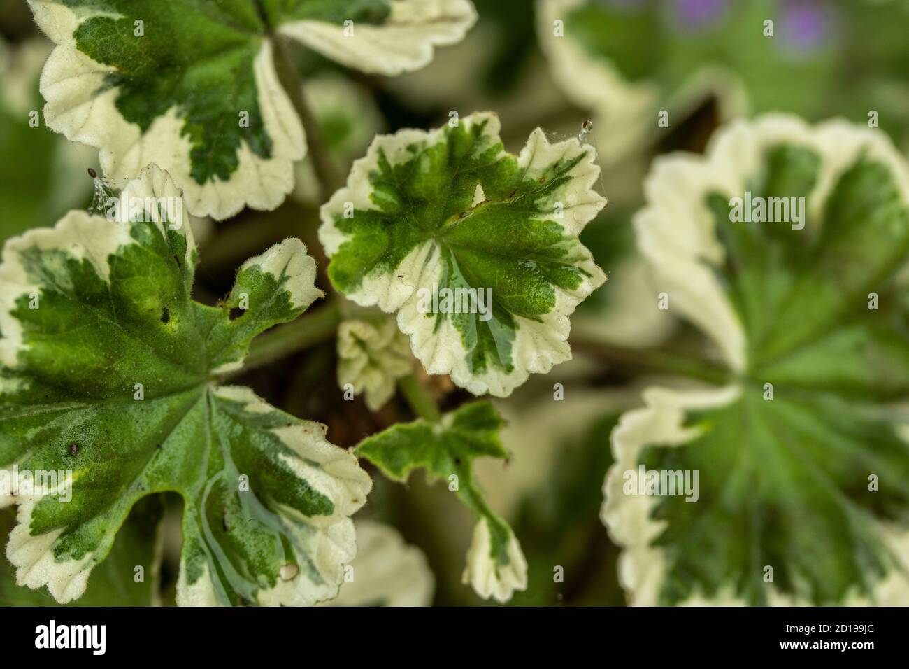 Textures and patterns in nature as illustration of structured chaos ...