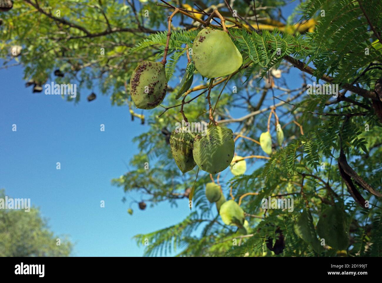 Fruits of blue jacaranda (jacaranda mimosifolia Stock Photo - Alamy