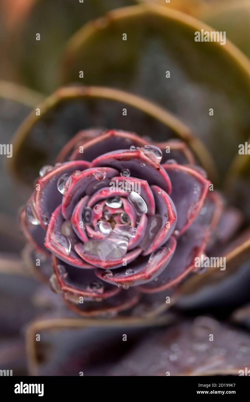 Textures and patterns in nature as illustration of structured chaos ...