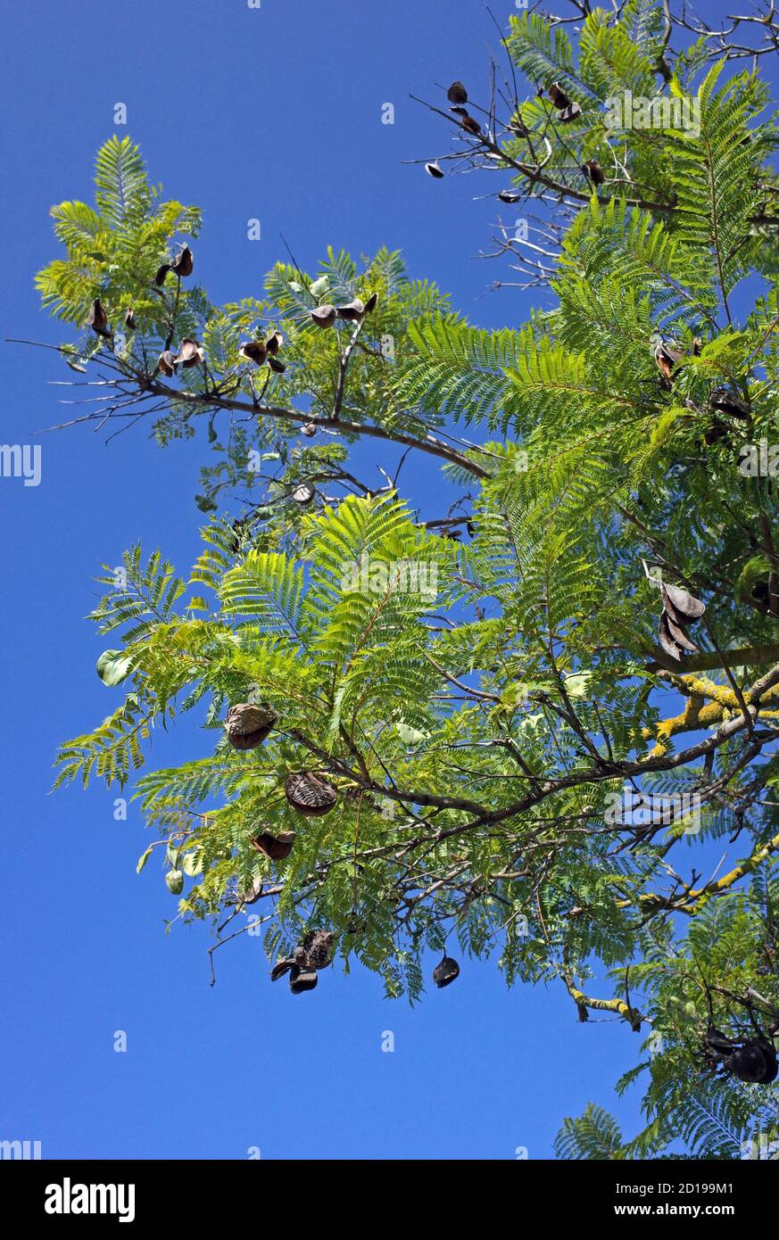 Fruits of blue jacaranda (jacaranda mimosifolia Stock Photo - Alamy