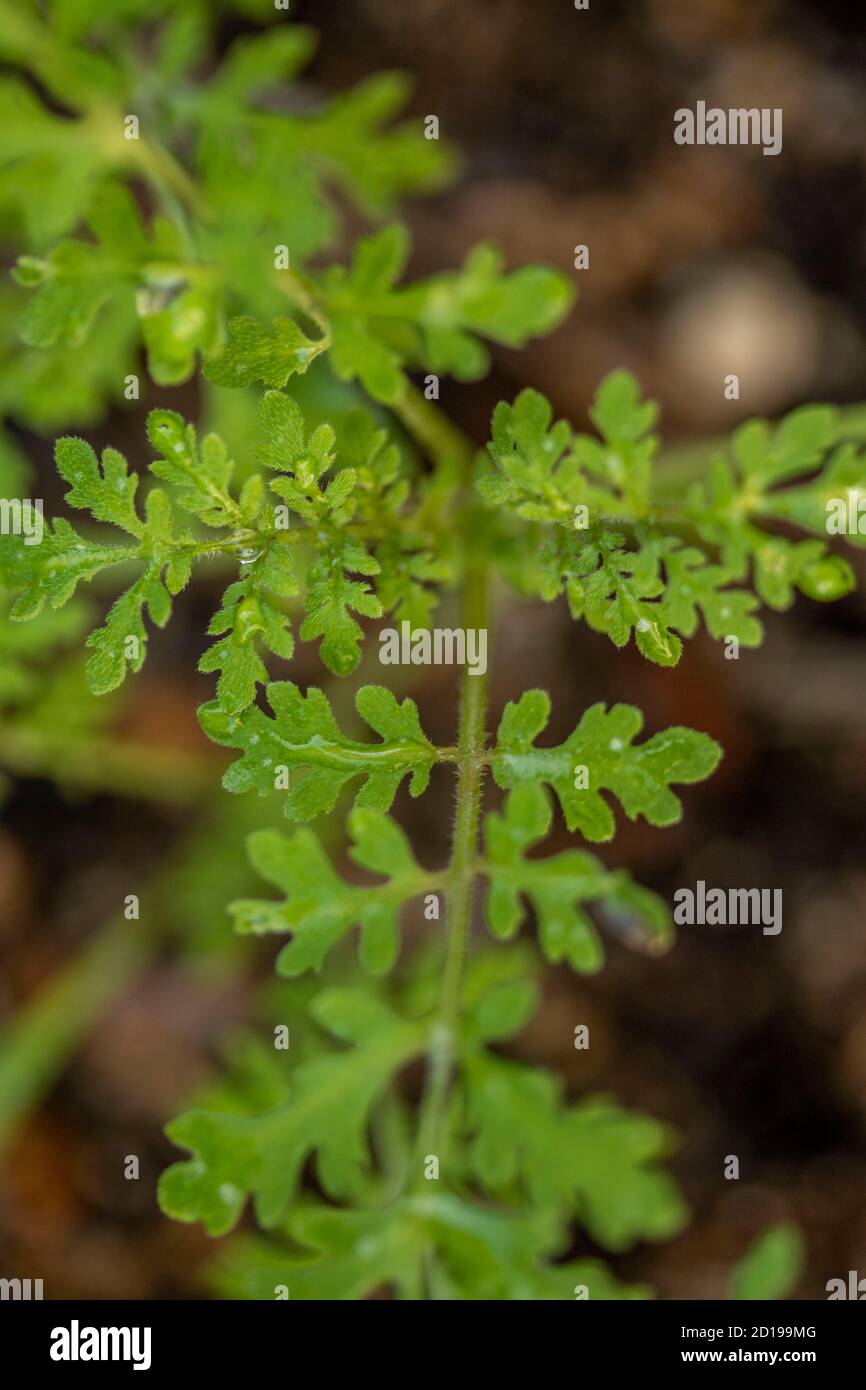 Textures and patterns in nature as illustration of structured chaos ...