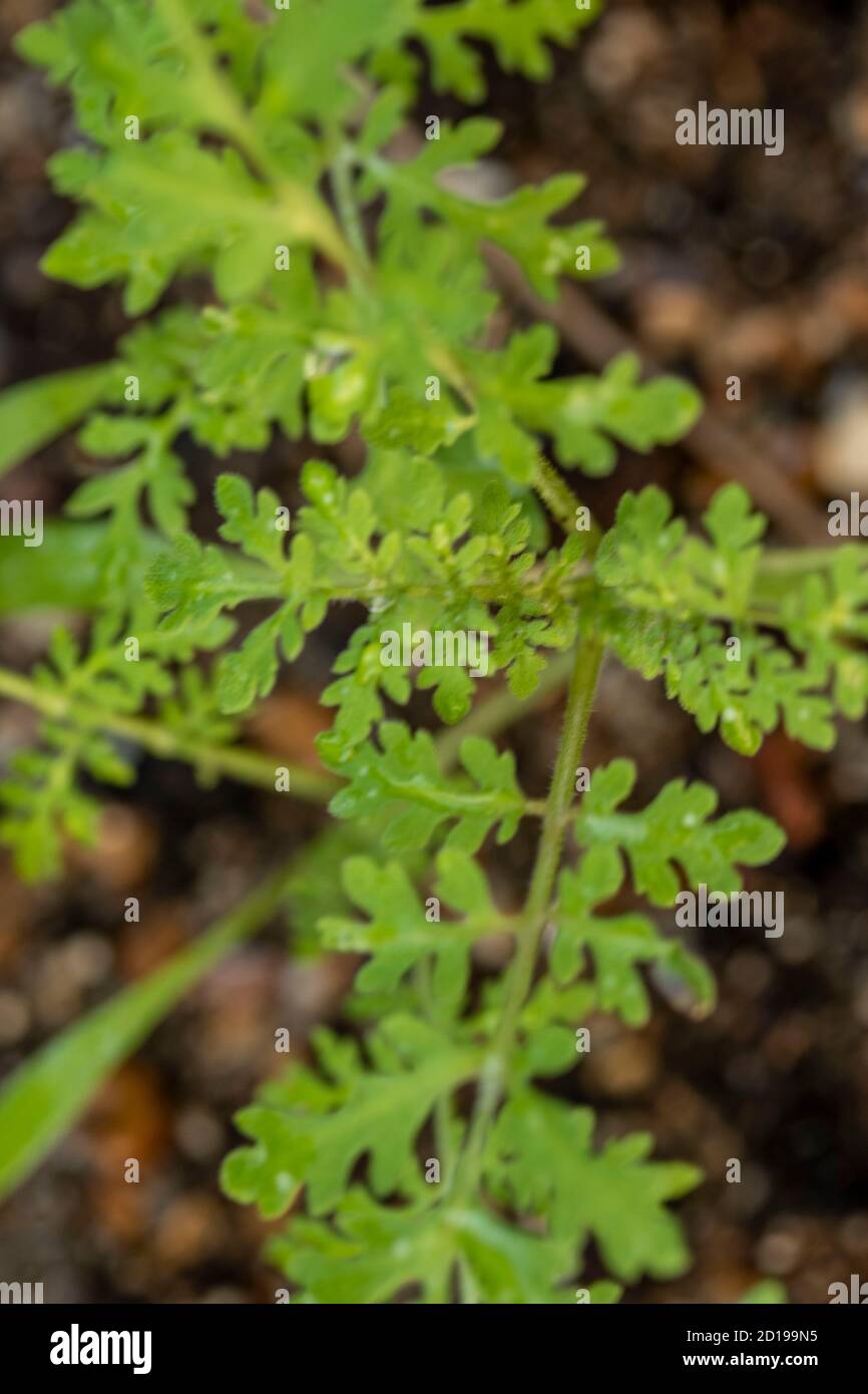 Textures and patterns in nature as illustration of structured chaos ...