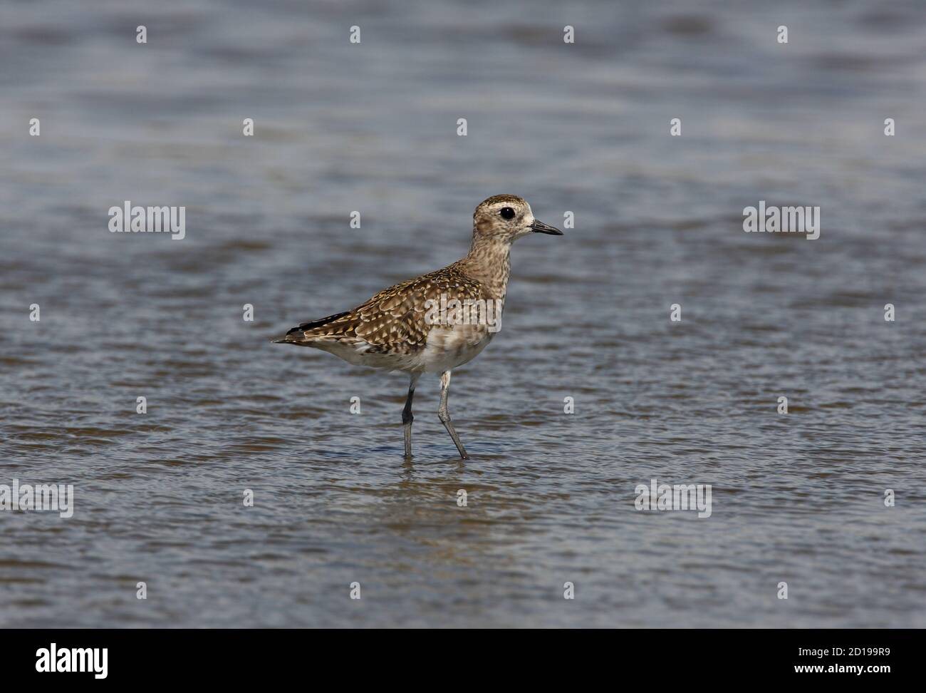 American Golden Plover (Pluvialis dominica) non-breeding plumage adult ...
