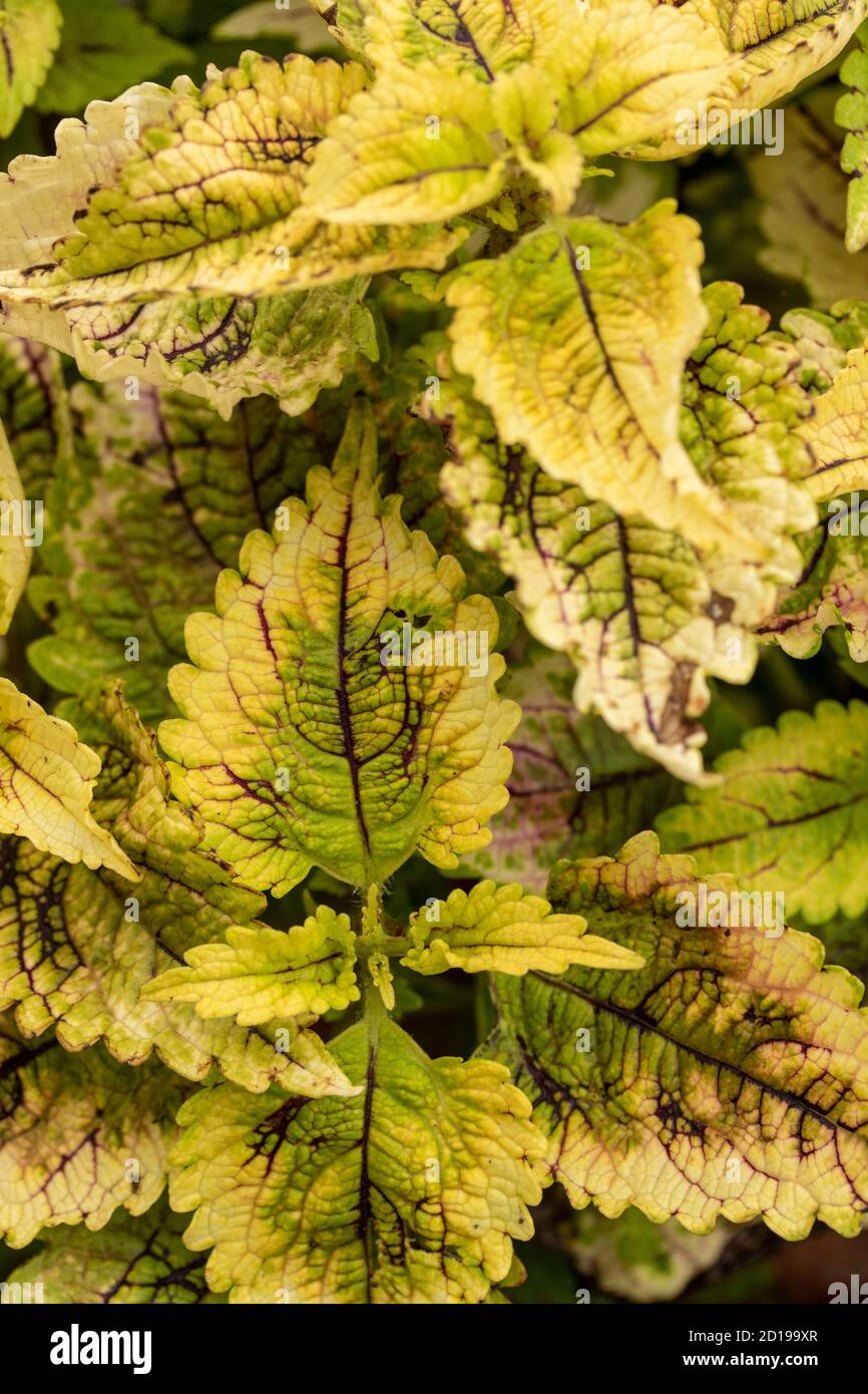 Textures and patterns in nature as illustration of structured chaos ...