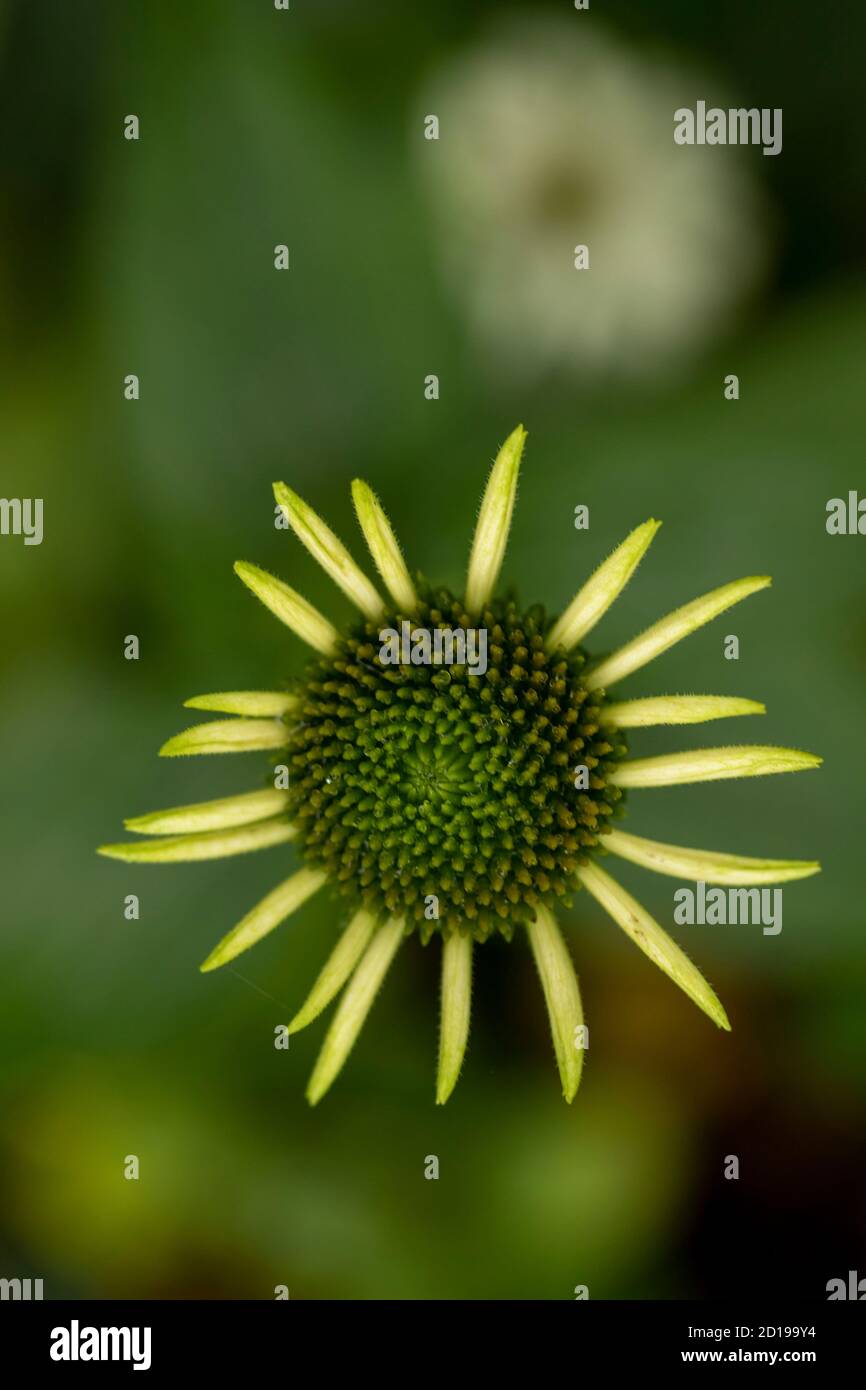 Textures and patterns in nature as illustration of structured chaos ...