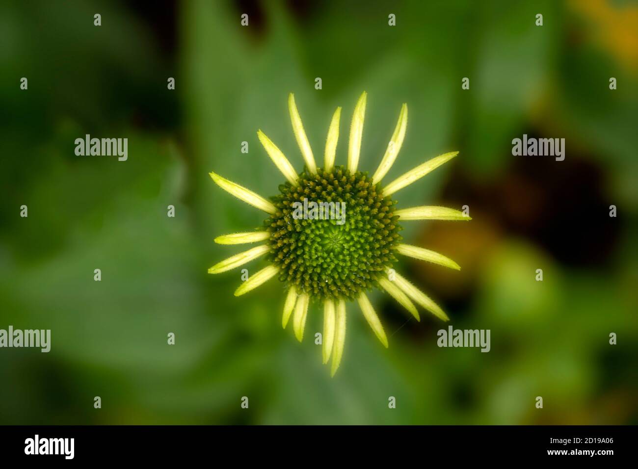 Textures and patterns in nature as illustration of structured chaos ...