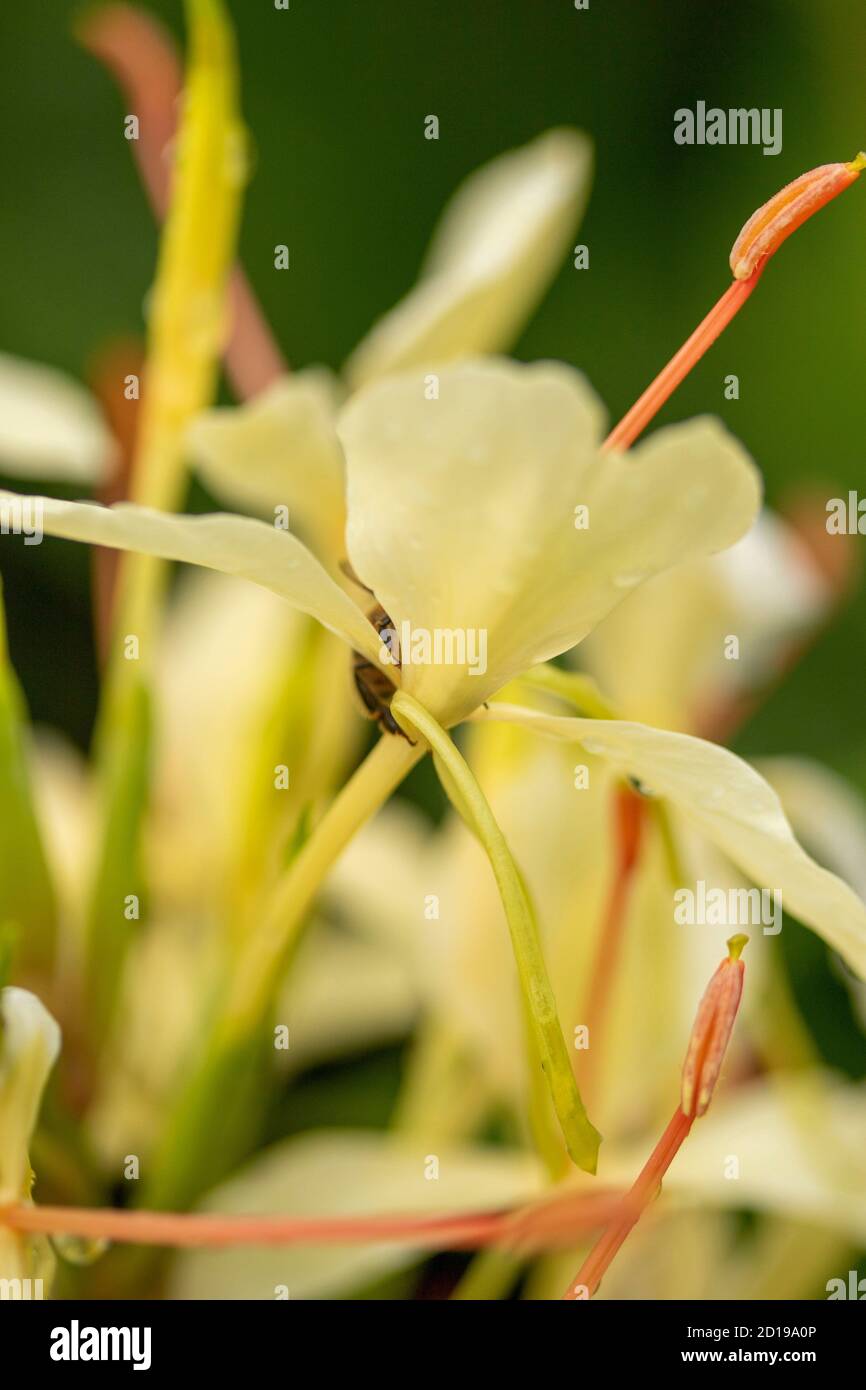 Textures and patterns in nature as illustration of structured chaos ...