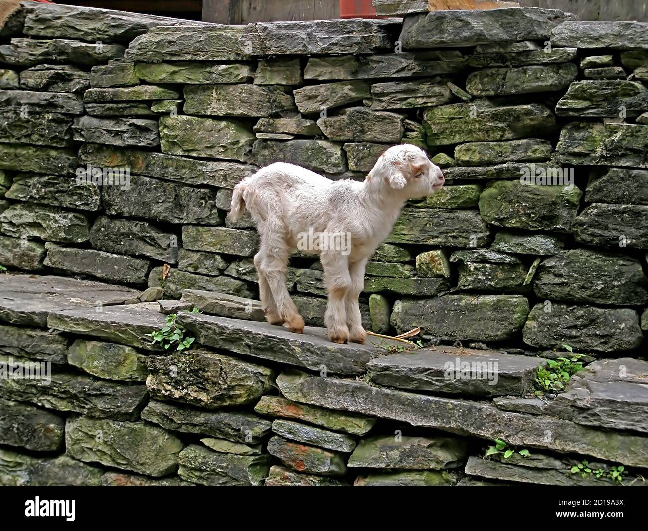 Tibetan lamb hair hi-res stock photography and images - Alamy