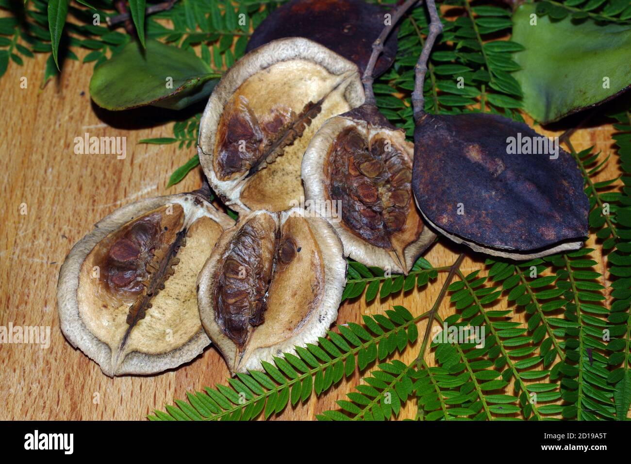 Fruits of blue jacaranda (jacaranda mimosifolia Stock Photo - Alamy