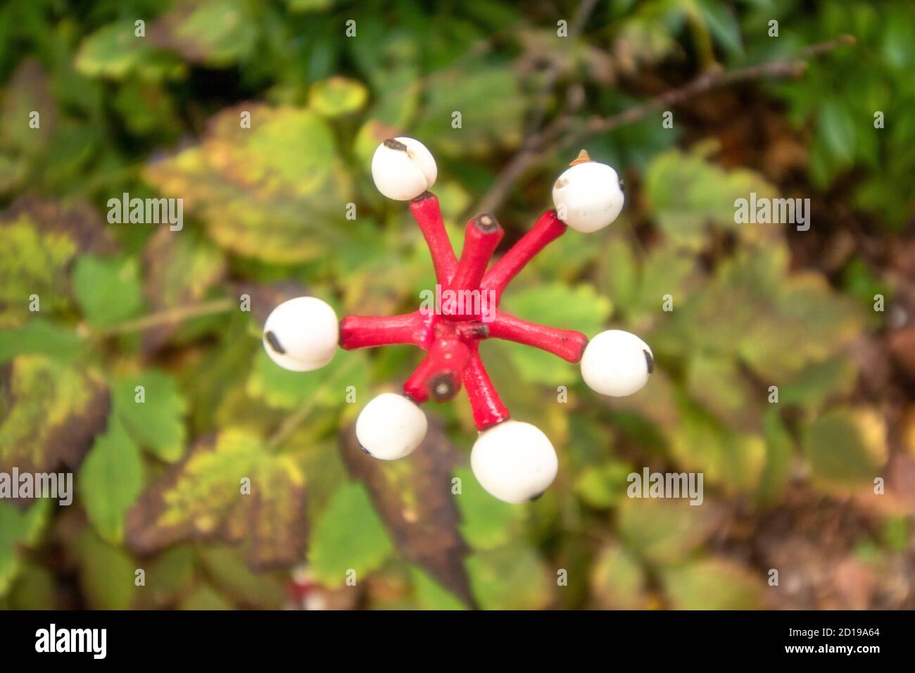 Textures and patterns in nature as illustration of structured chaos ...