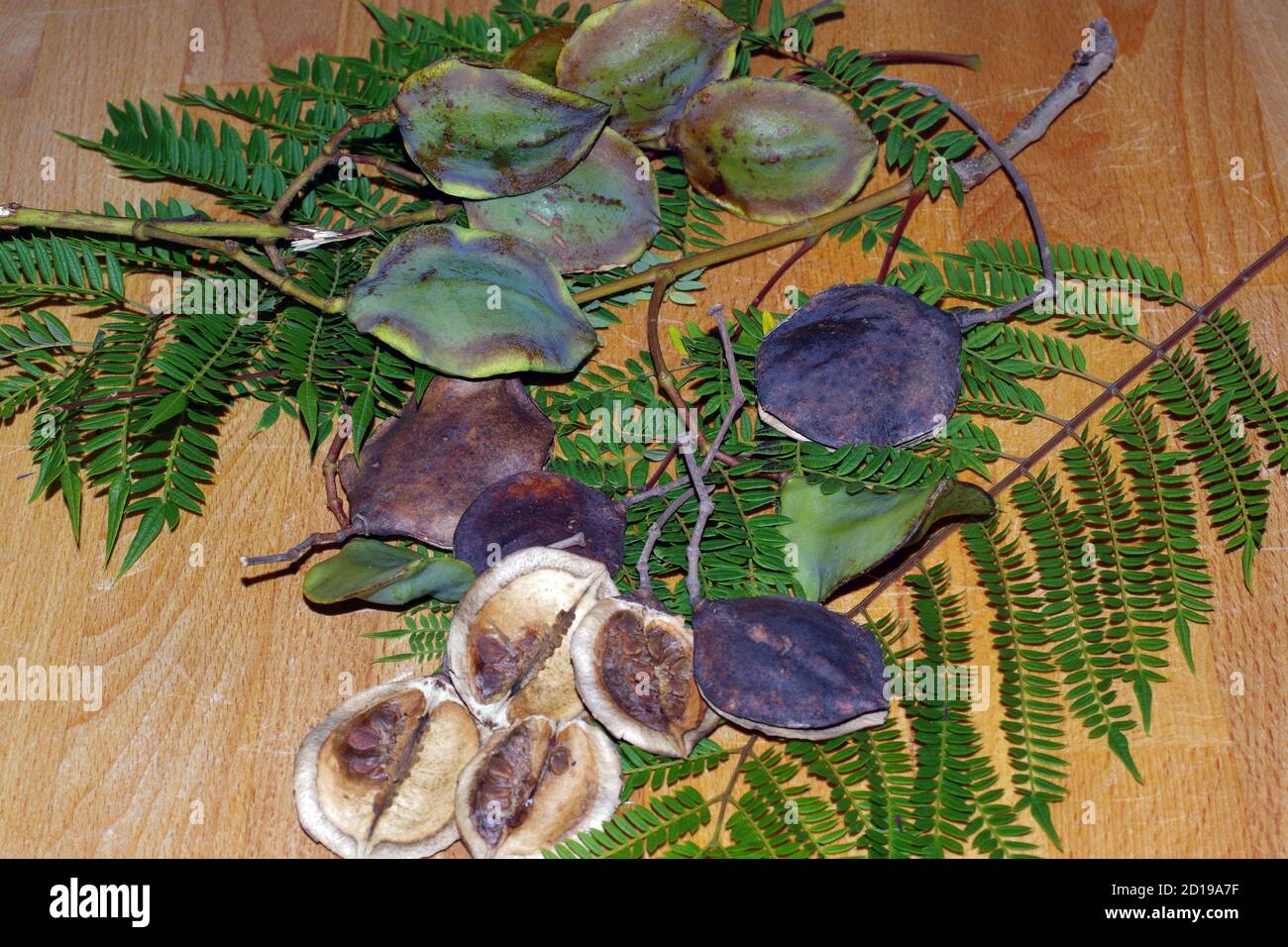 Jacaranda tree close up hi-res stock photography and images - Alamy