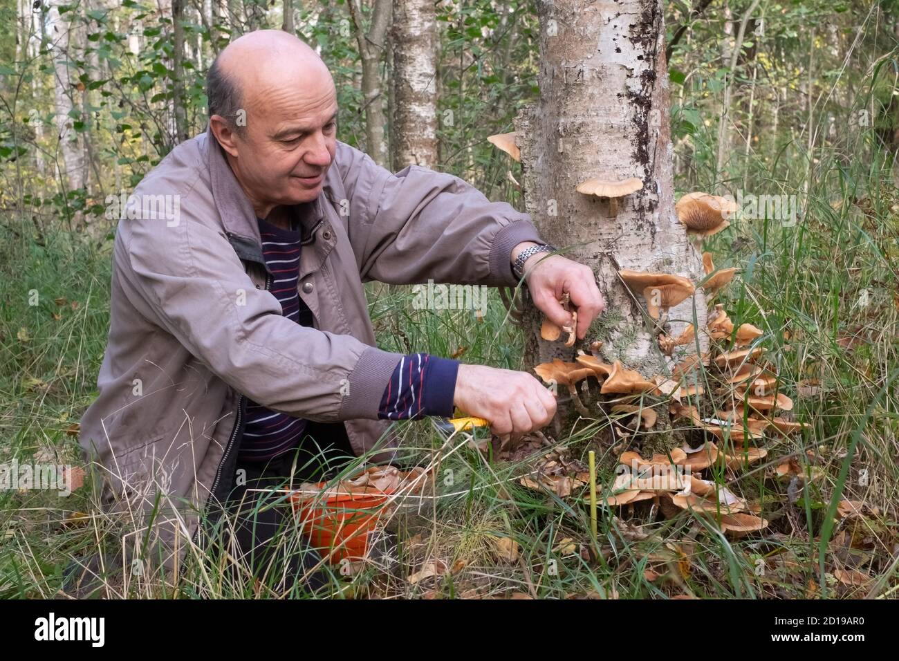 Senior man an picking mushrooms in the forest Stock Photo - Alamy