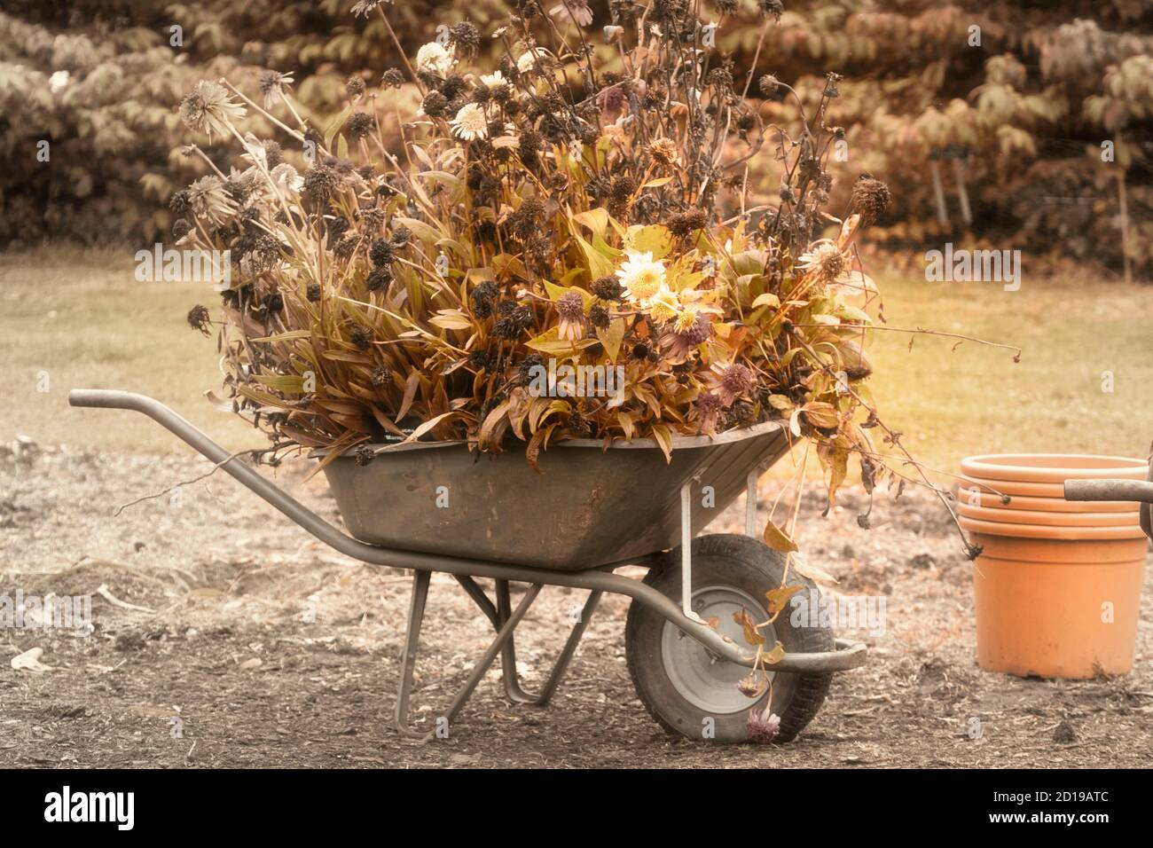Idyllic gardening scene of wheelbarrow stacked with plants mostly ...