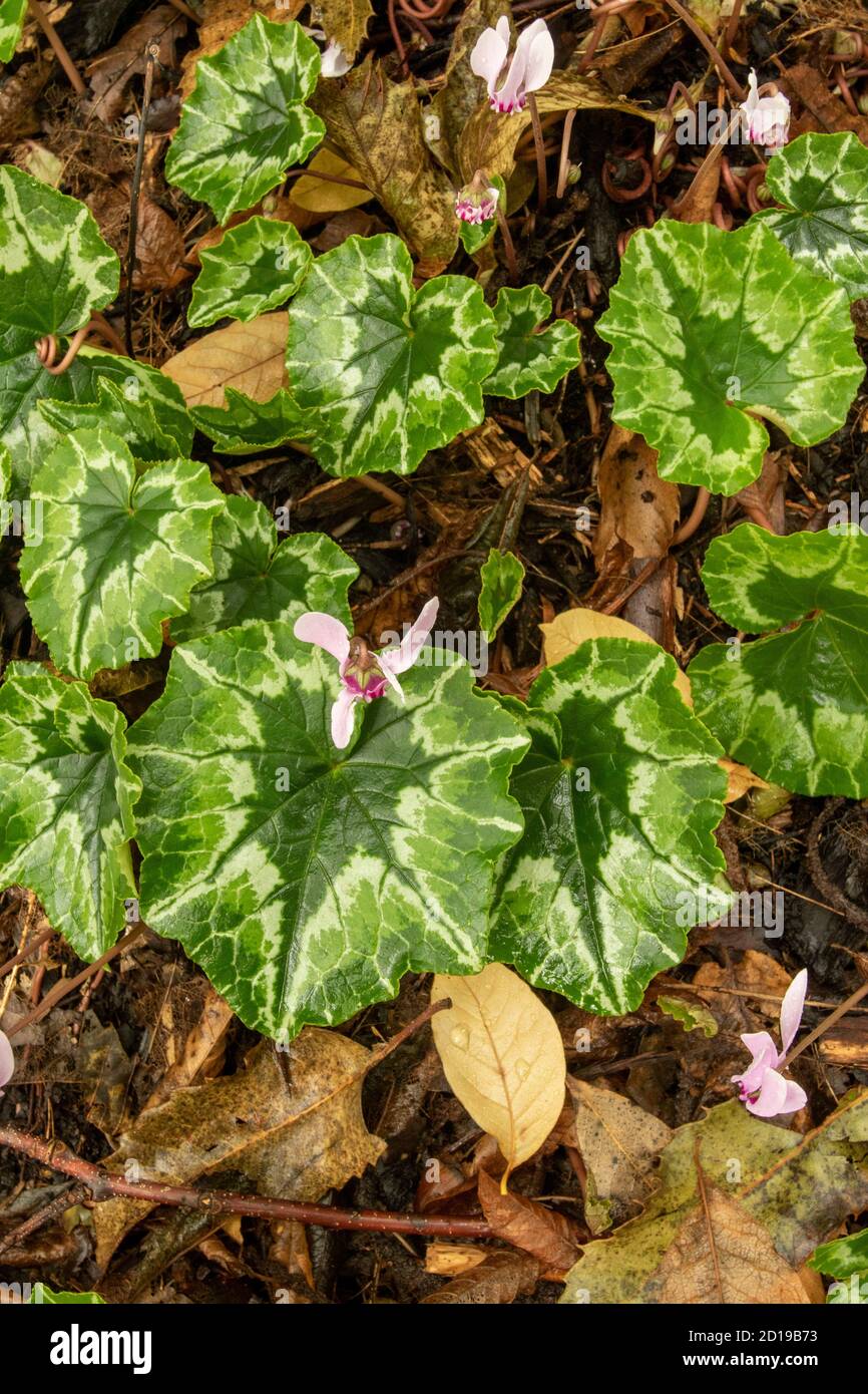 Cyclamen blooming in Surrey woodland landscape, showing dramatic ...