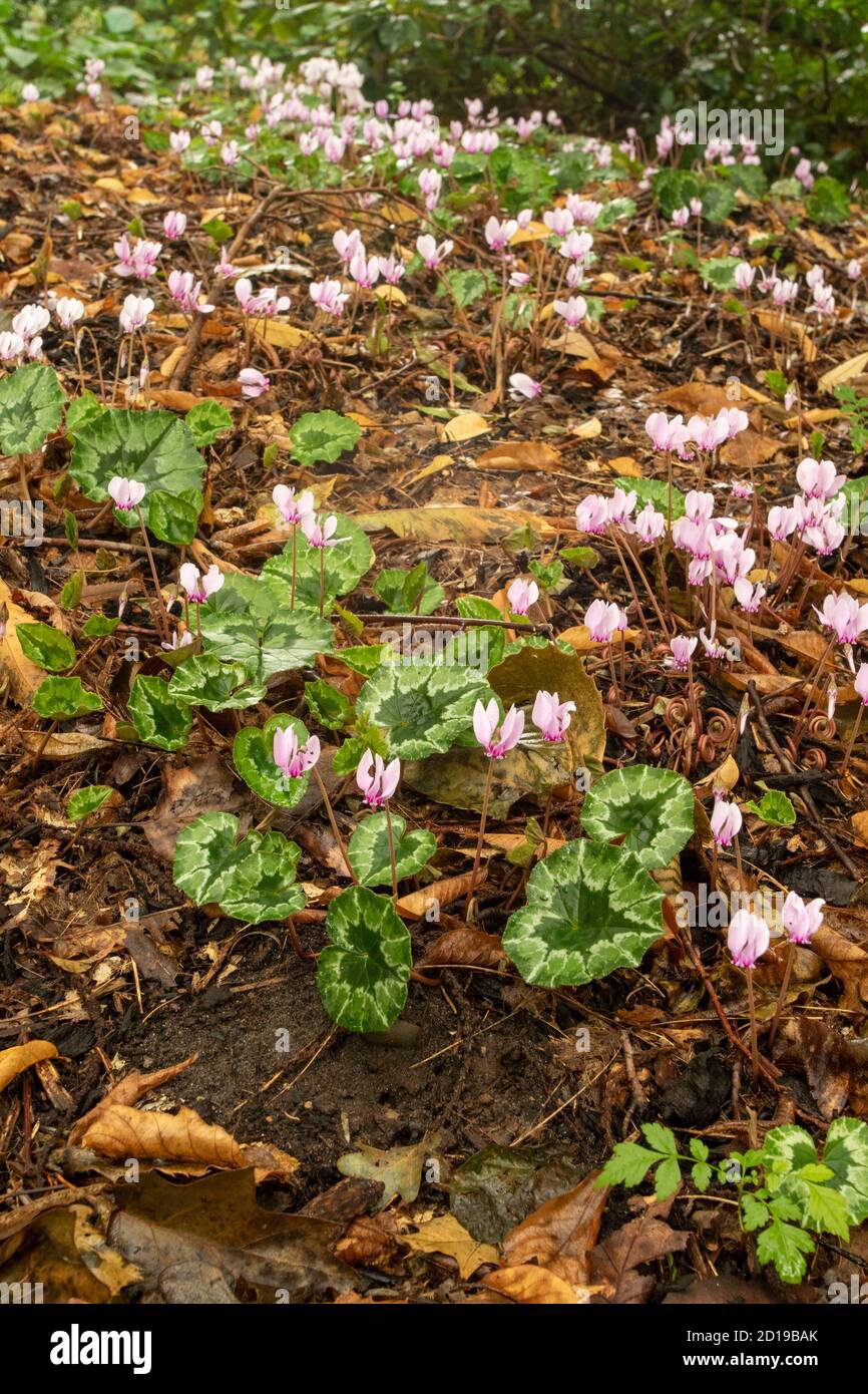 Semi Poisonous Root High Resolution Stock Photography and Images - Alamy