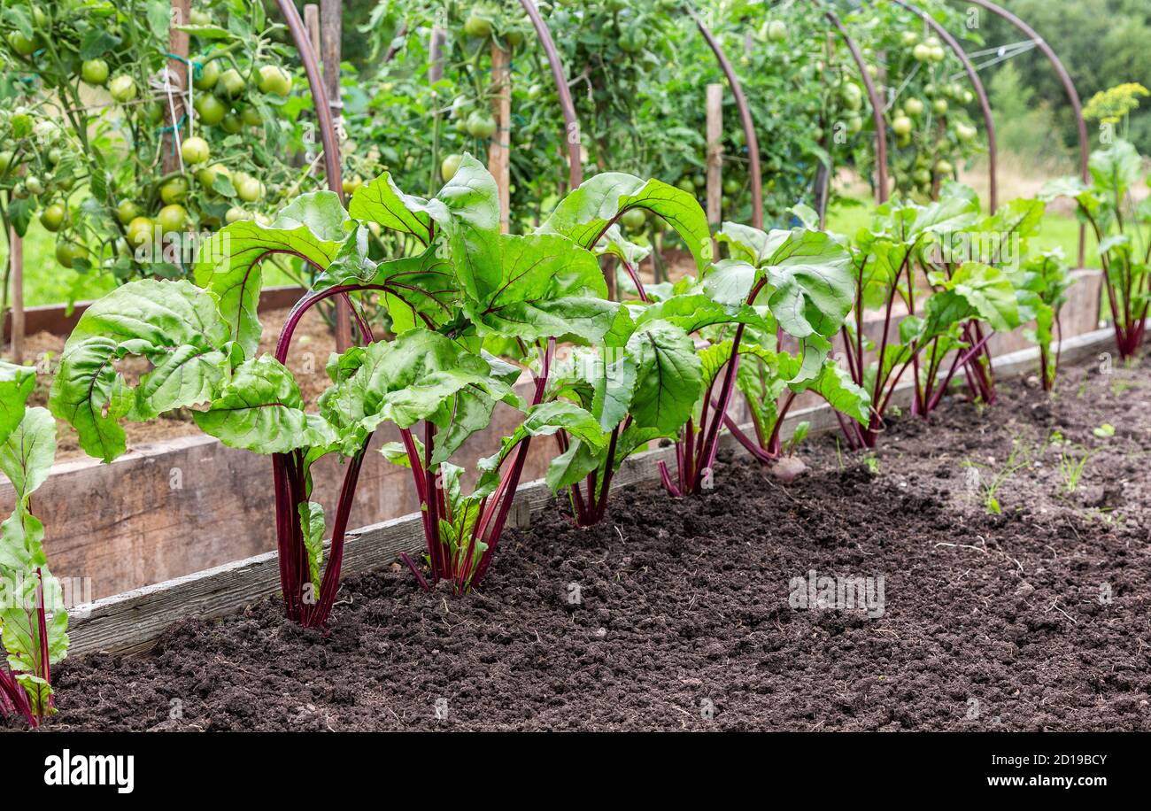 Beetroot grows at the vegetable garden in summertime Stock Photo - Alamy