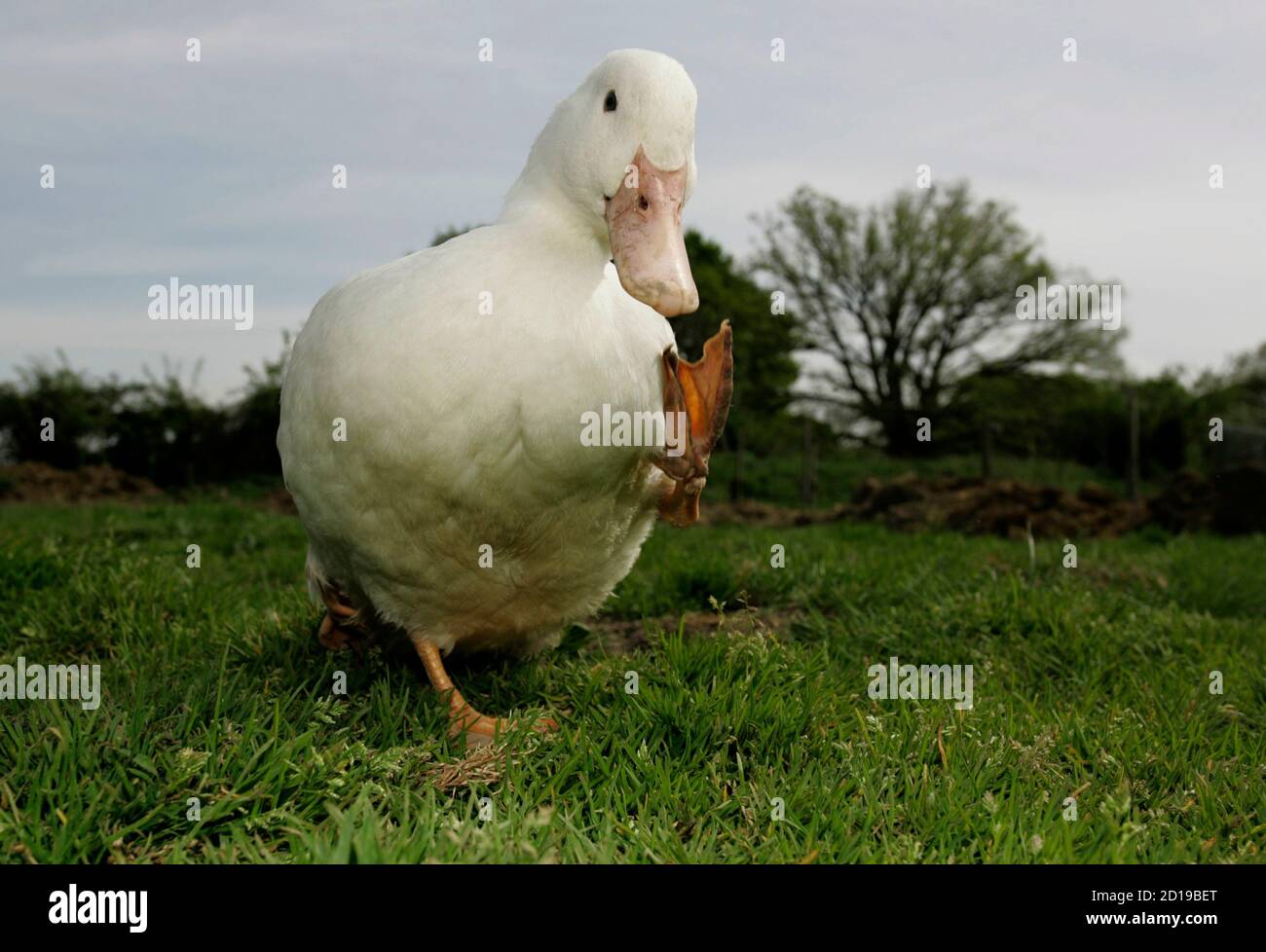 Four legged duck hi-res stock photography and images - Alamy