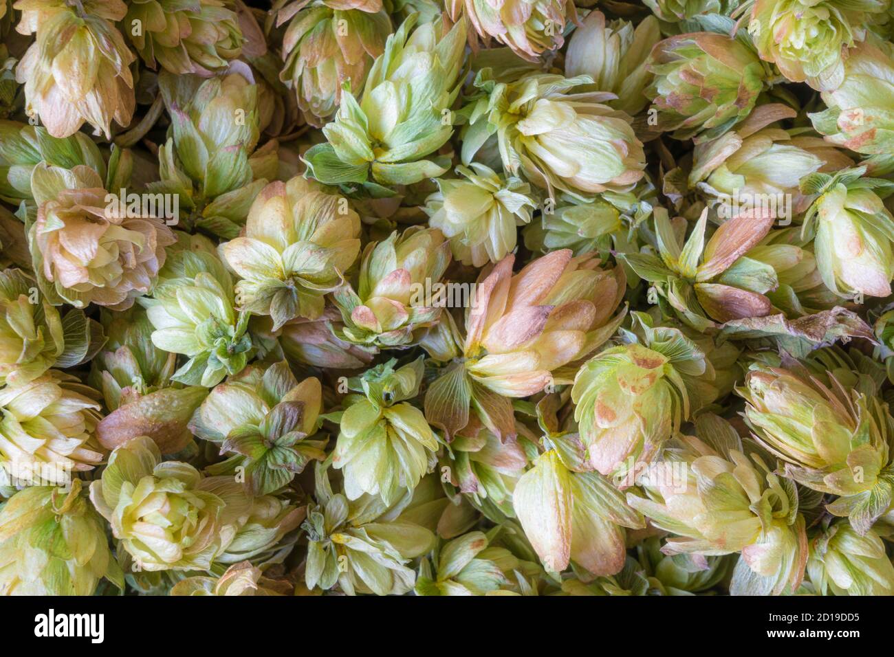 Common hops hi-res stock photography and images - Alamy