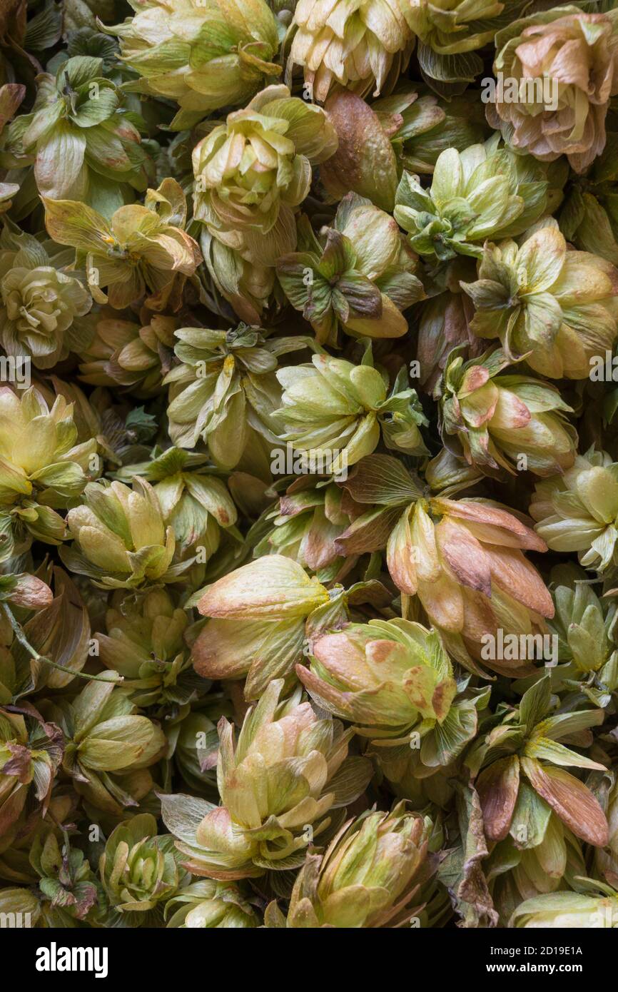 Common hops hi-res stock photography and images - Alamy