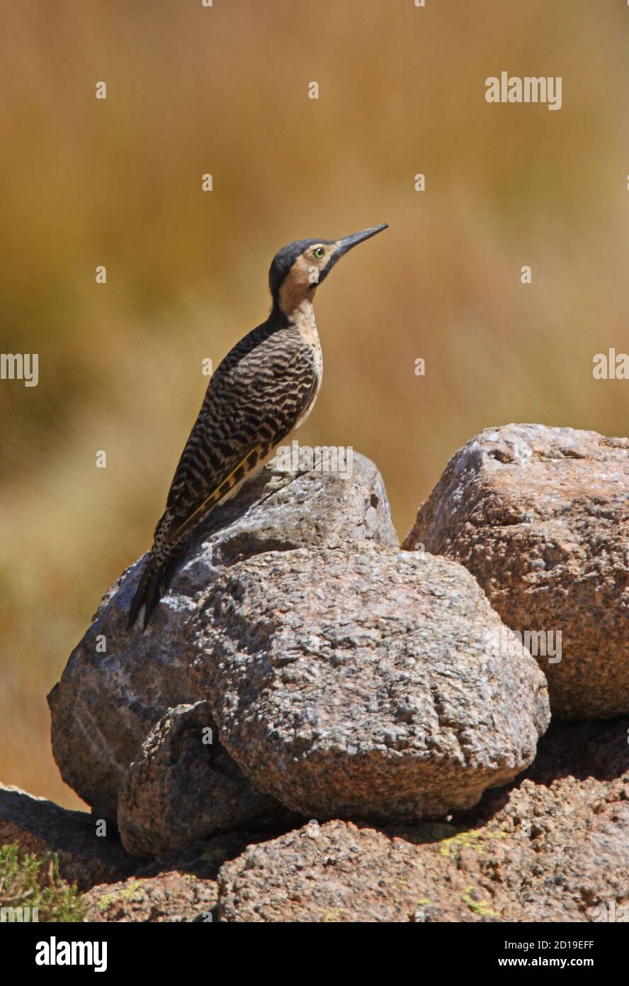 Andean flicker colaptes rupicola adult female hi-res stock photography ...