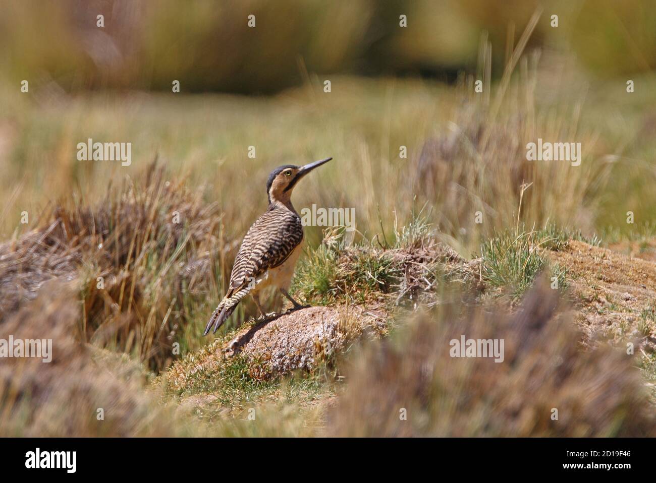 Andean flicker colaptes rupicola adult female hi-res stock photography ...