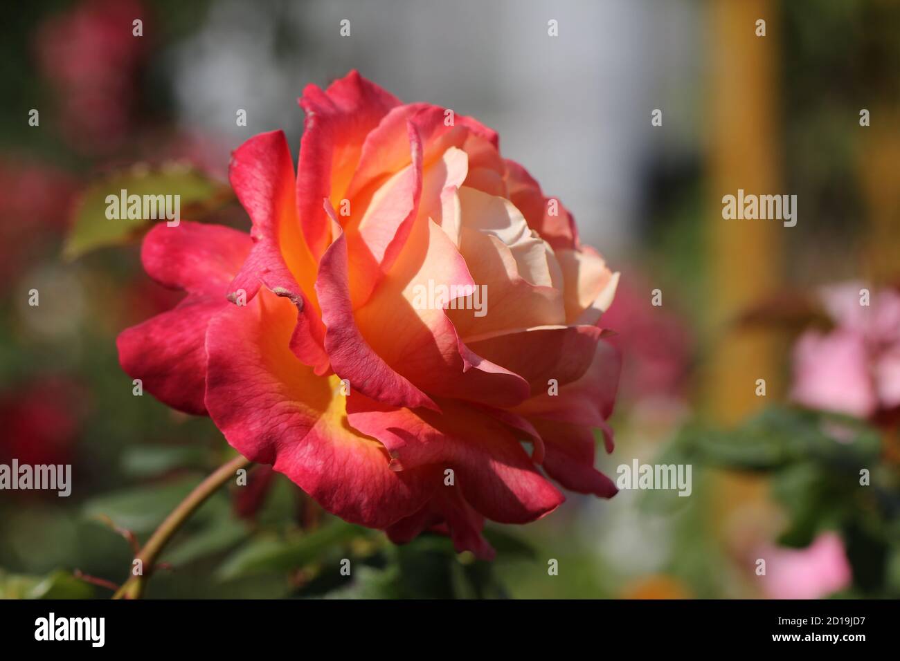 Closeup shot of a beautiful orange garden rose growing in a garden at ...