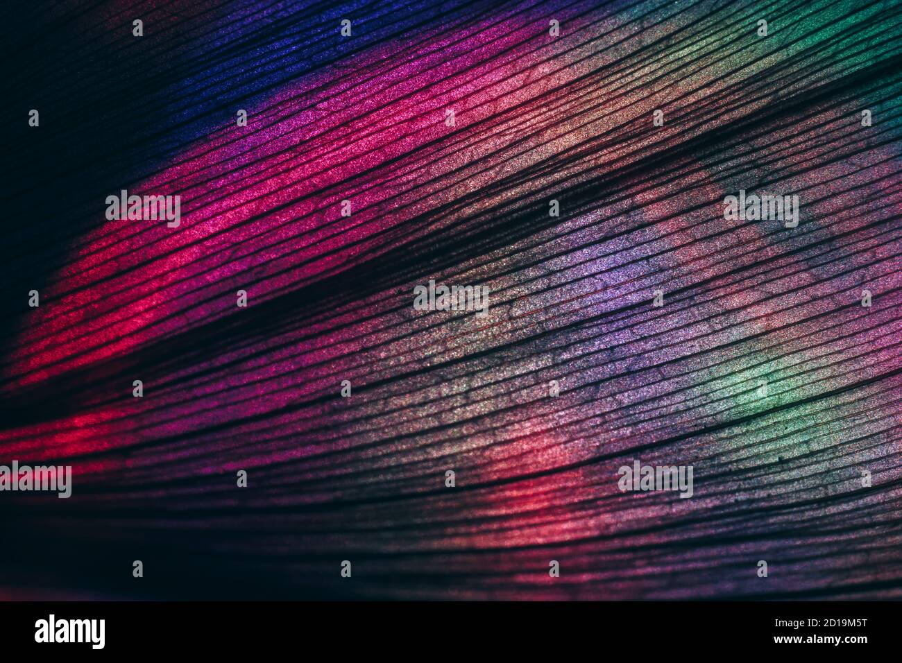 Close up Beautiful leaf in neon multi colored light. Minimalism modern ...