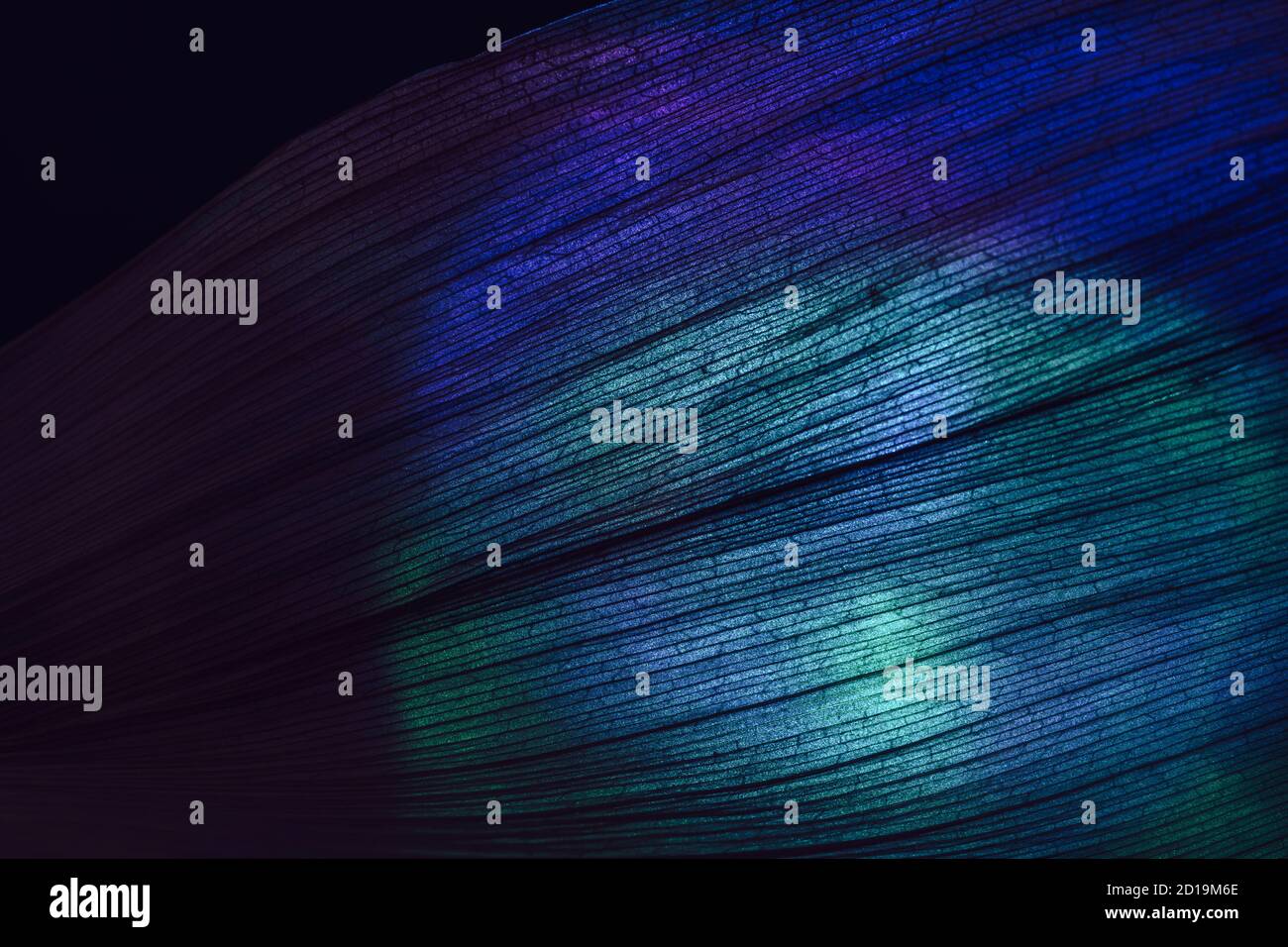 Close up Beautiful leaf in neon multi colored light. Minimalism modern ...