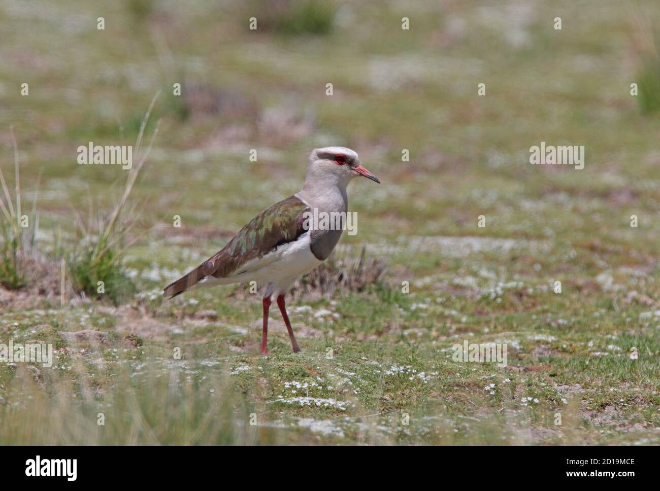 Puna grassland bird hi-res stock photography and images - Alamy