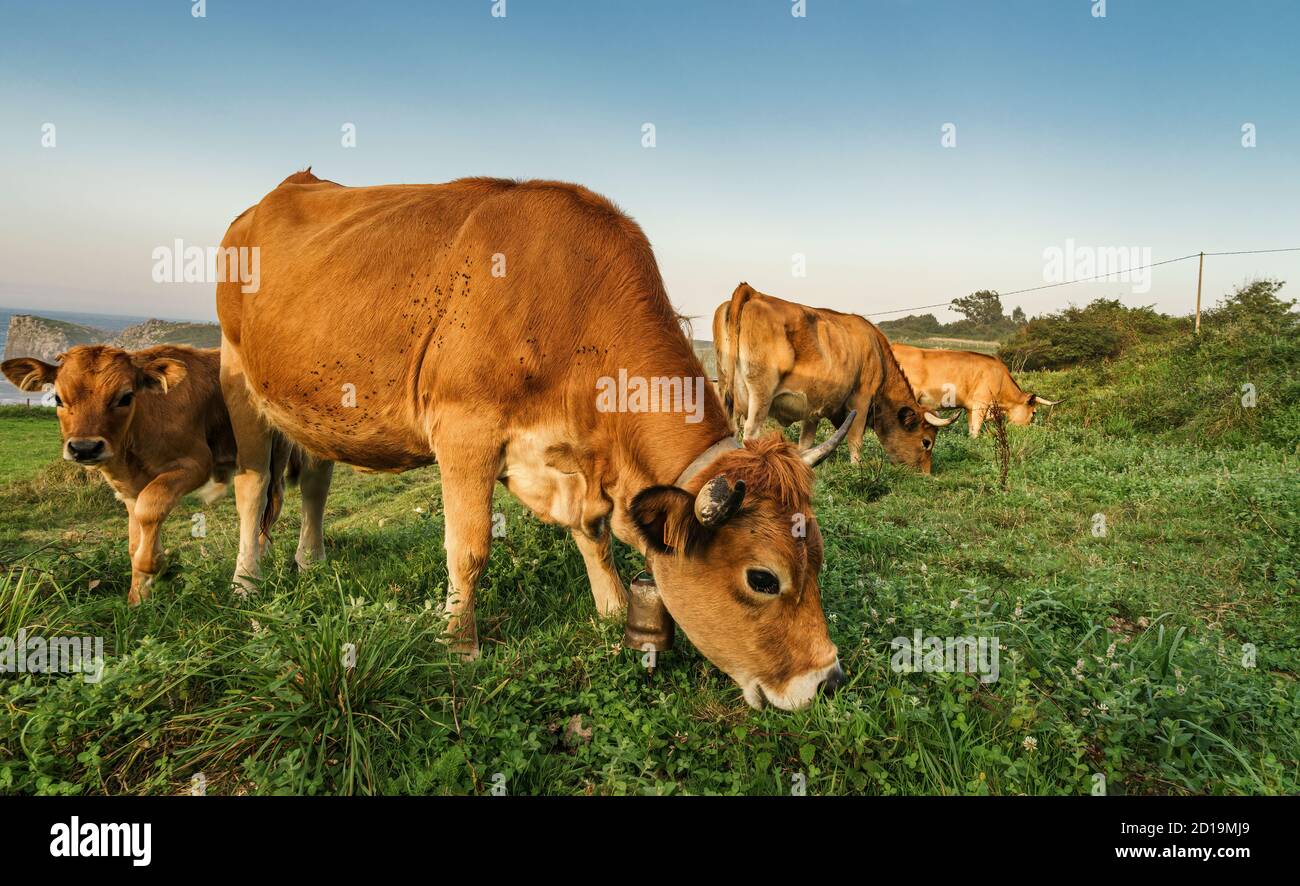 Skinned cow hi-res stock photography and images - Alamy
