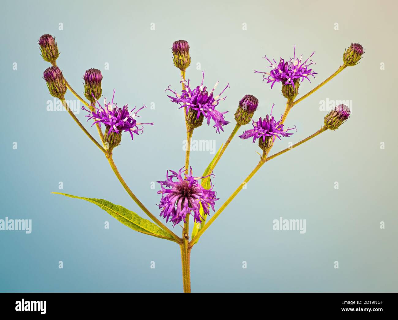 Macro view of flower cluster of tall ironweed (Veronia gigantea), a ...