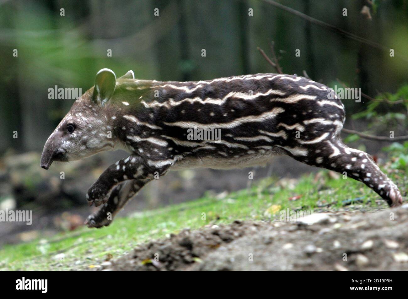 Tapir enclosure hi-res stock photography and images - Alamy