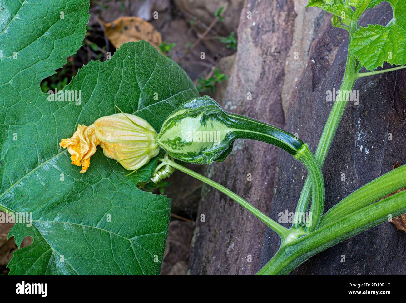 Growing gourd with faded flower at the end. Flower will drop off as the ...