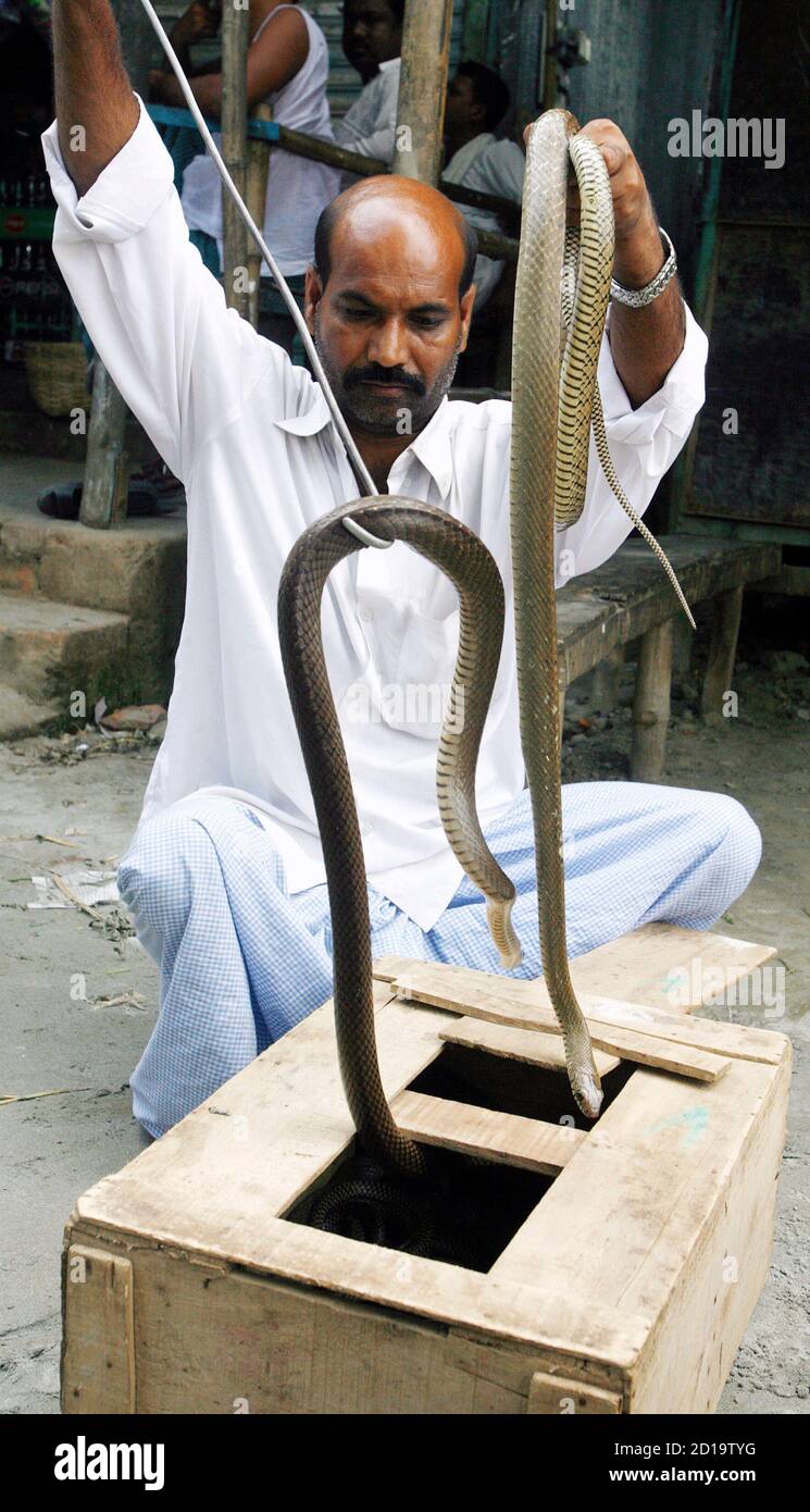 Snakes Of Bangladesh High Resolution Stock Photography and Images - Alamy