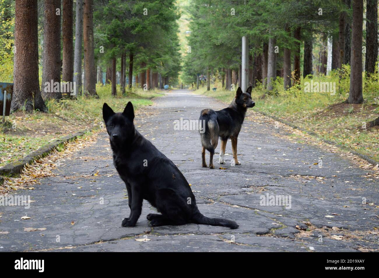Stray Dogs In Russia