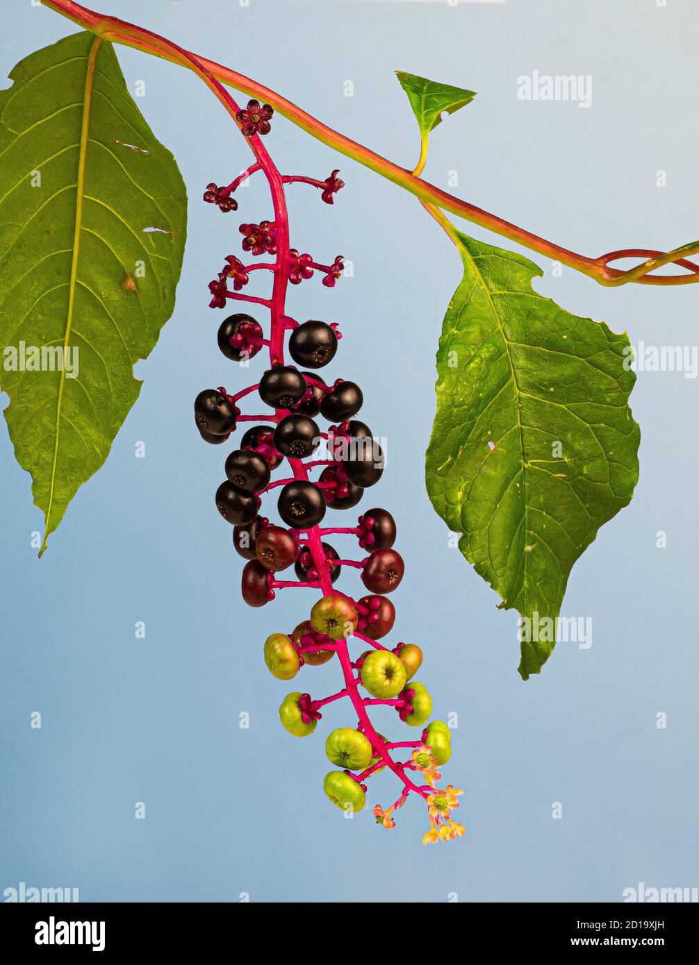 Pokeweed bird hi-res stock photography and images - Alamy