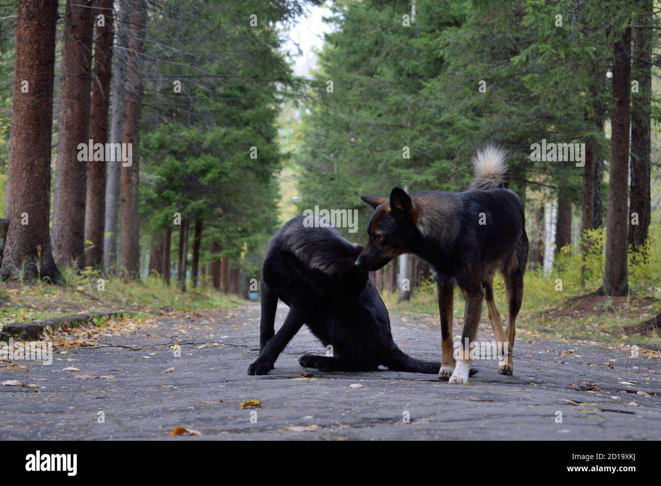 Two Stray Dogs in the Park in Arshan, Russia Stock Photo - Alamy
