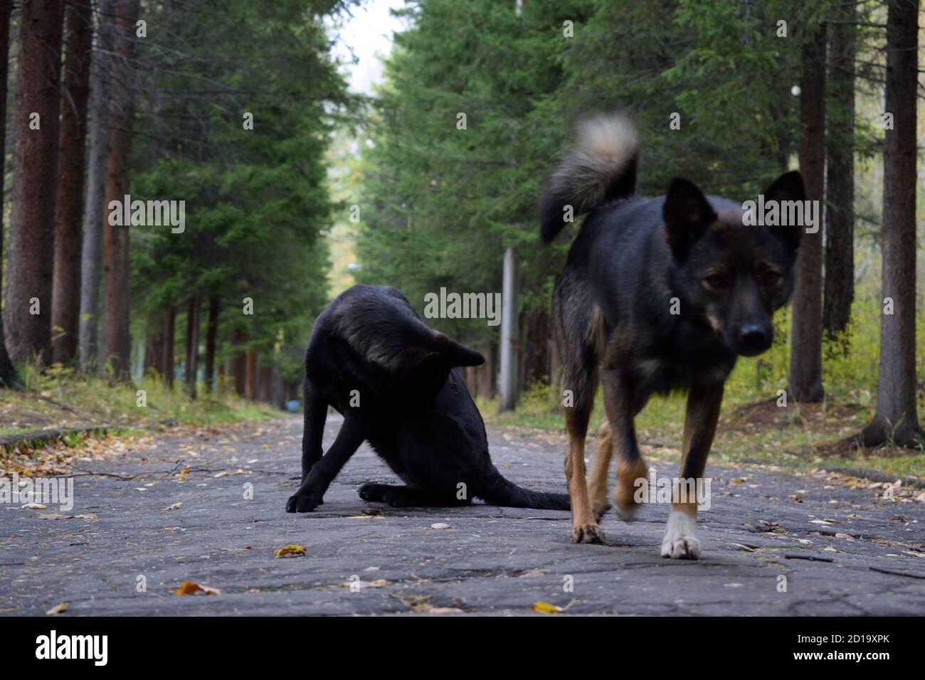 Two Stray Dogs in the Park in Arshan, Russia Stock Photo - Alamy