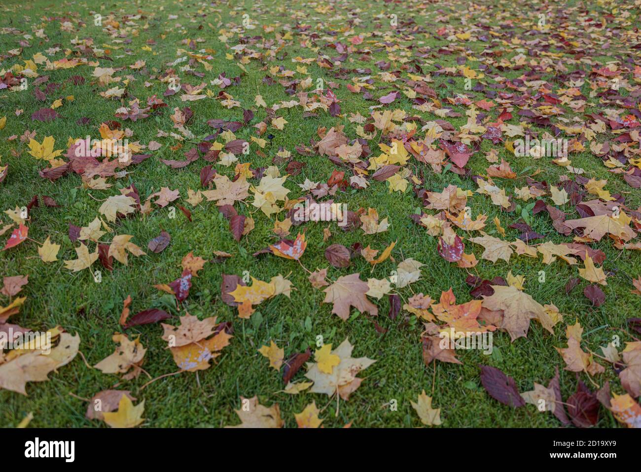 Maple leaves on green grass, autumn background. High quality photo ...