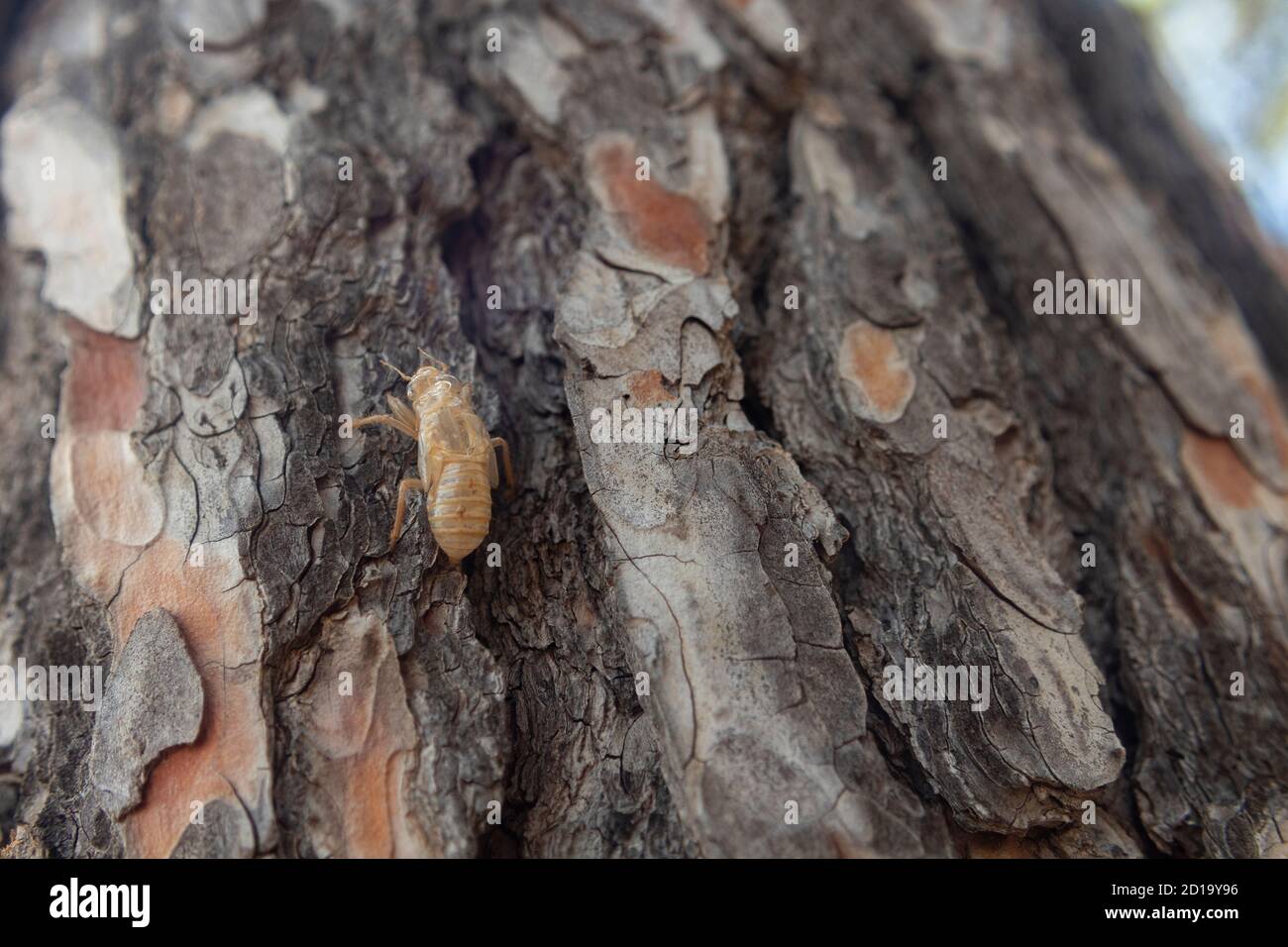 Empty cricket shell left standing on the cracked pine tree bark at the ...