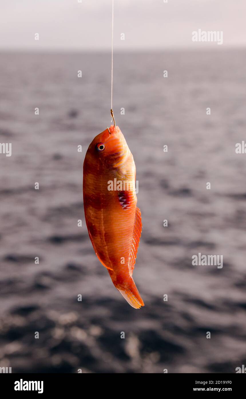 Tail of lionfish hi-res stock photography and images - Alamy