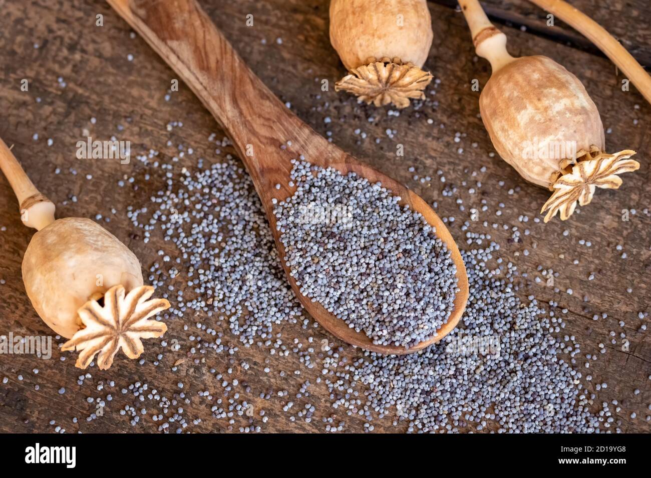 Closeup poppy heads seeds hi-res stock photography and images - Alamy