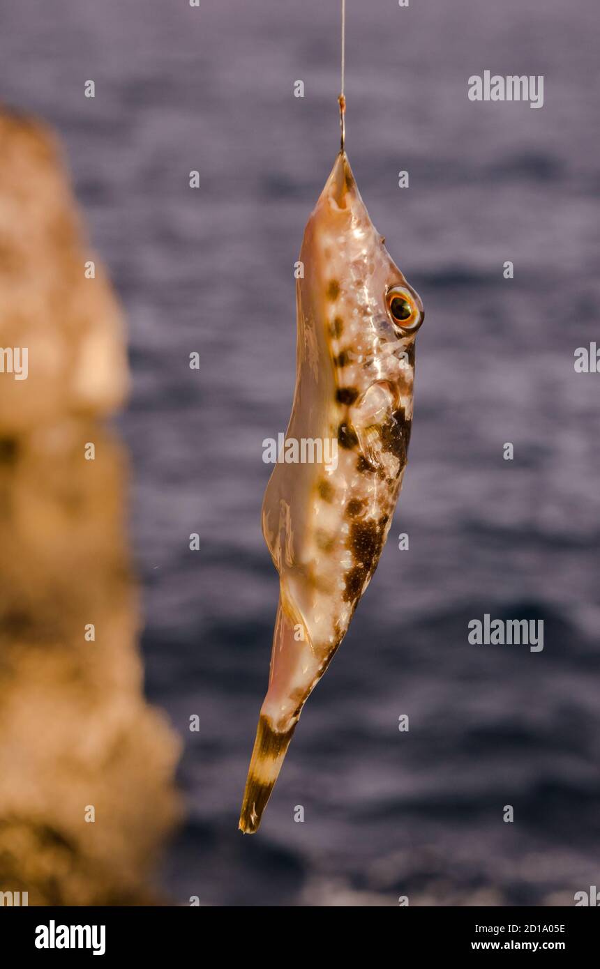 Tail Of Lionfish High Resolution Stock Photography and Images - Alamy
