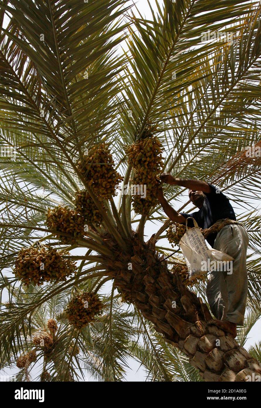 Iraq dates hi-res stock photography and images - Alamy