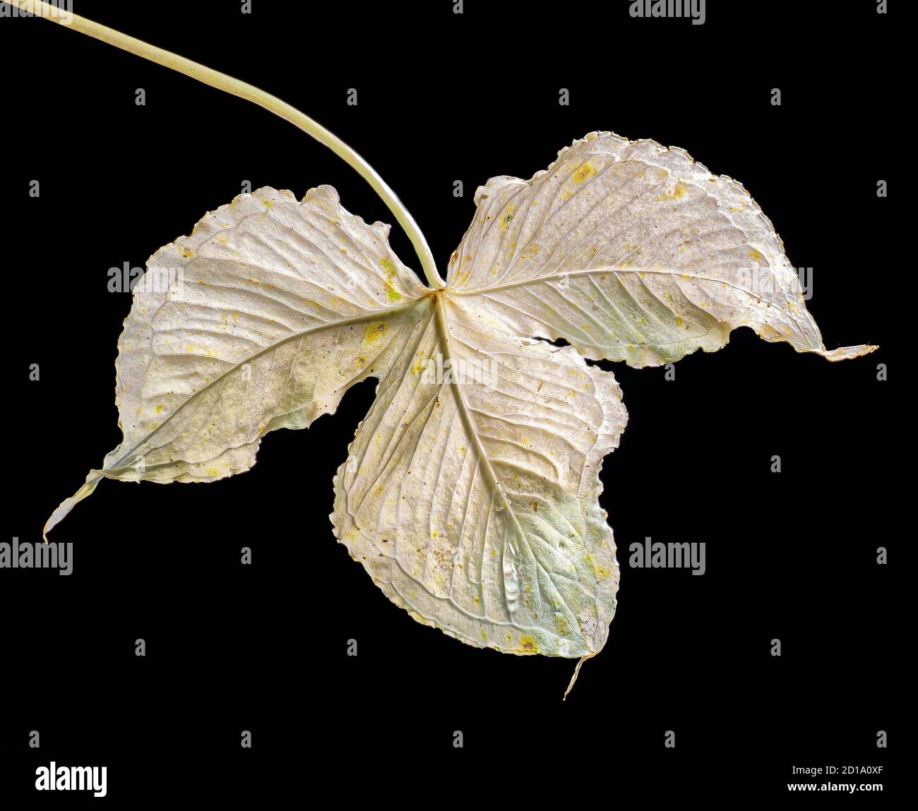 Dead leaf of Stock Photo - Alamy