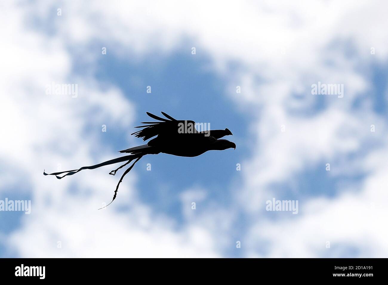 Lazio's eagle mascot Olimpia flies before the Italian championship ...