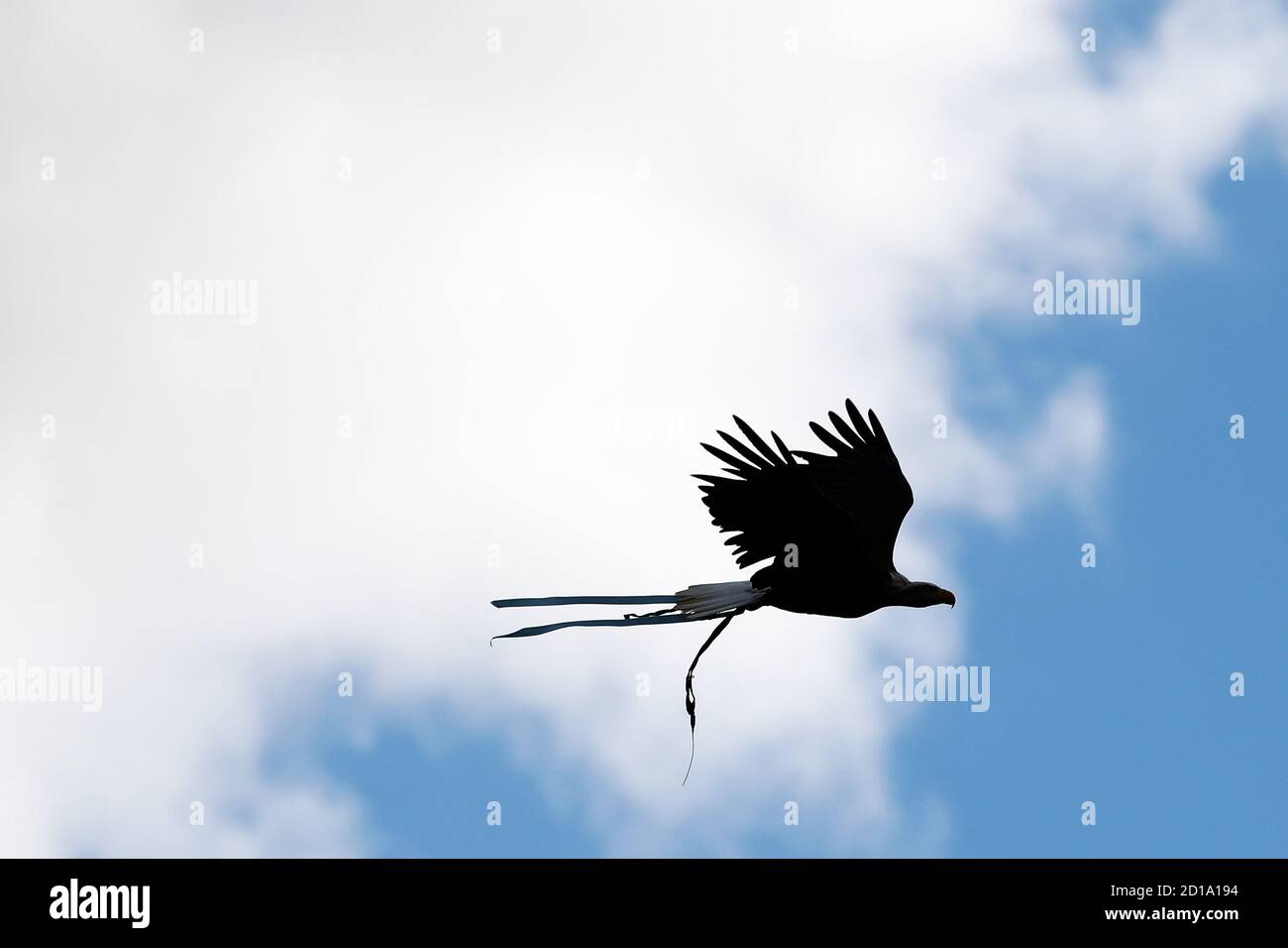 Lazio's eagle mascot Olimpia flies before the Italian championship ...